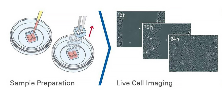 德国ibidi_专注细胞功能研究-美国Biorep_专注胰岛移植-雷萌生物科技